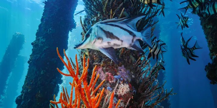 Day 21 - Busselton, Grand Australia Circumnavigation - 2026 Itinerary ...