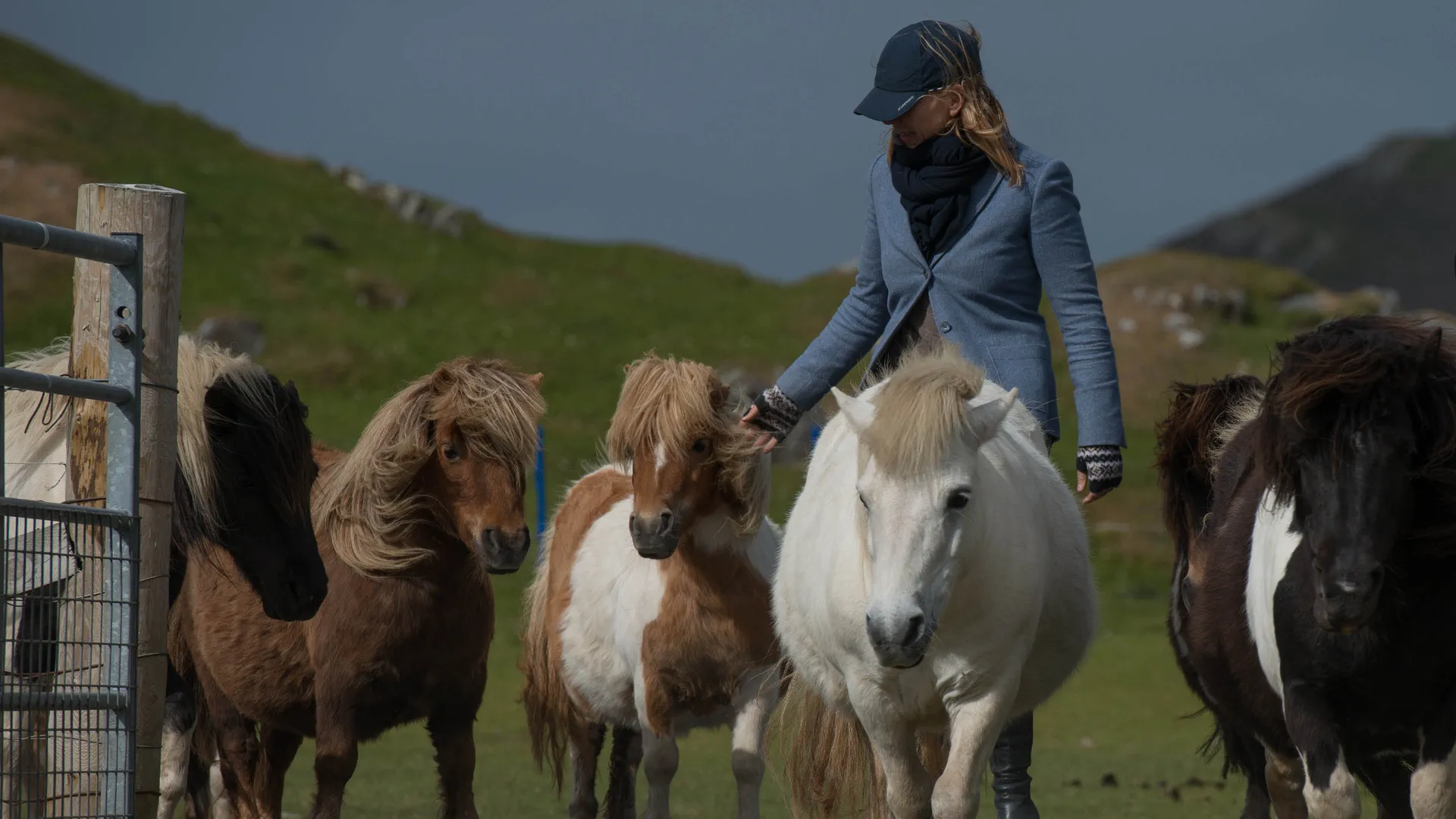 Shetlands! The World’s Favorite Ponies | Viking Ocean Cruises ...