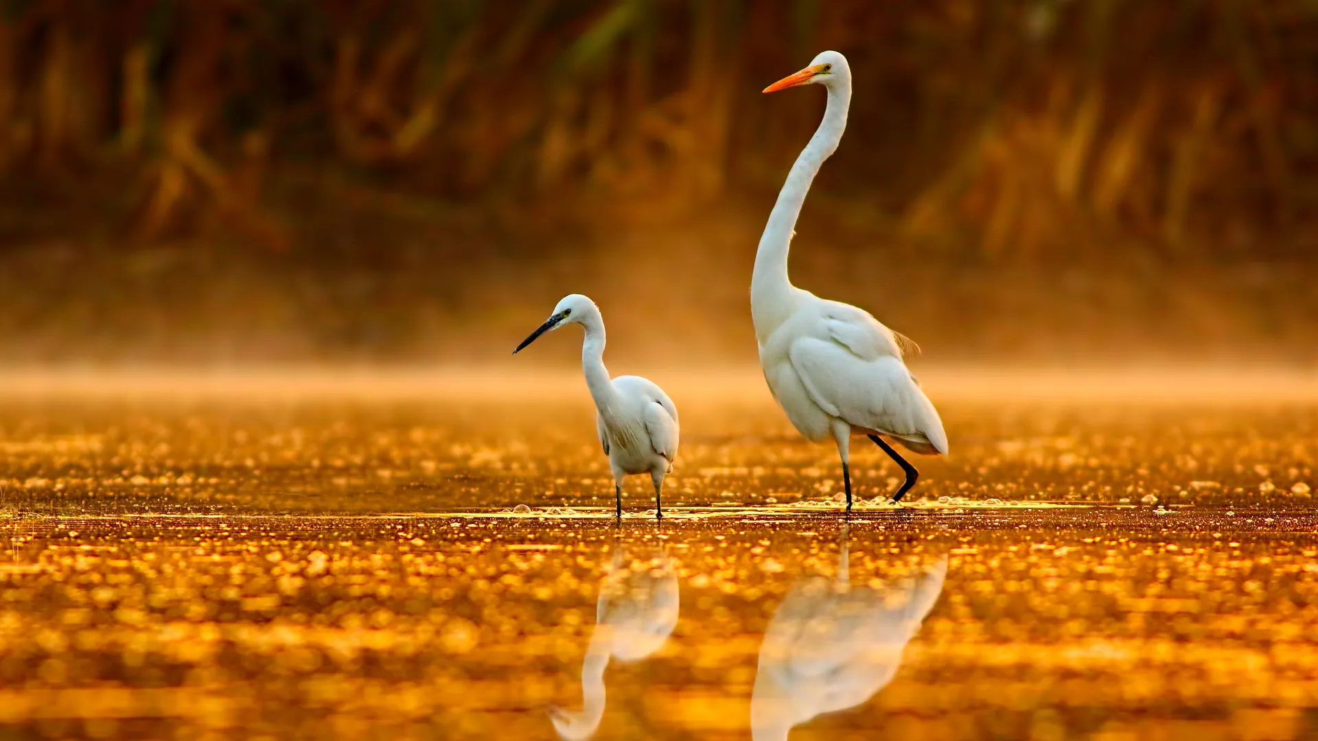 Discover Mississippi Delta bird species with our partners at the ...