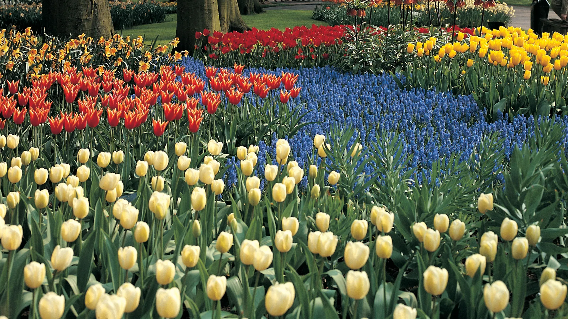 Stroll through the World Famous Keukenhof Gardens in the Netherlands ...